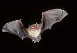 Indiana Bat Endangered Species
